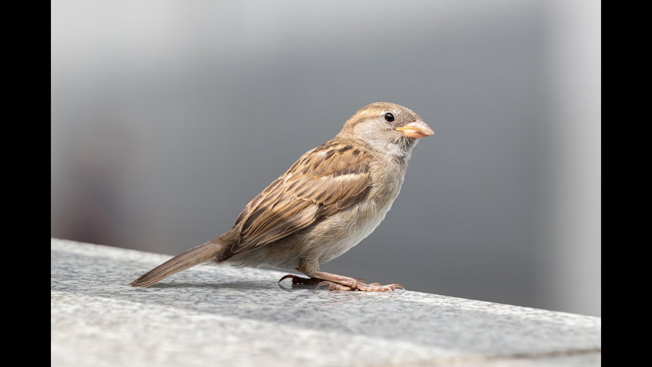Odd Bird Out, But Not Forgotten - YouTube