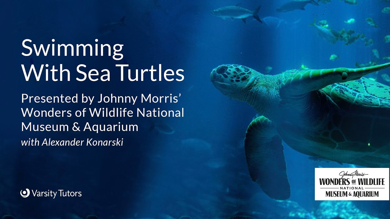 Swimming With Sea Turtles with JOHNNY MORRIS' WONDERS OF WILDLIFE ...