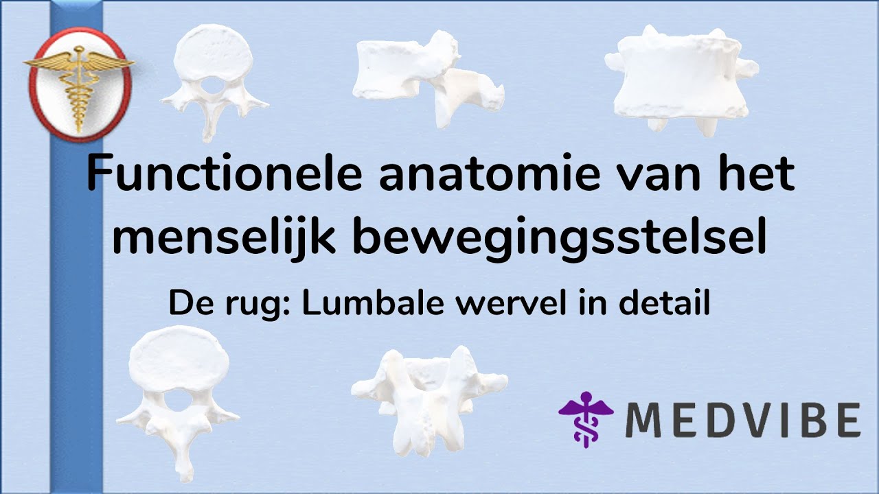 De Rug les 7: Lumbale wervels - YouTube