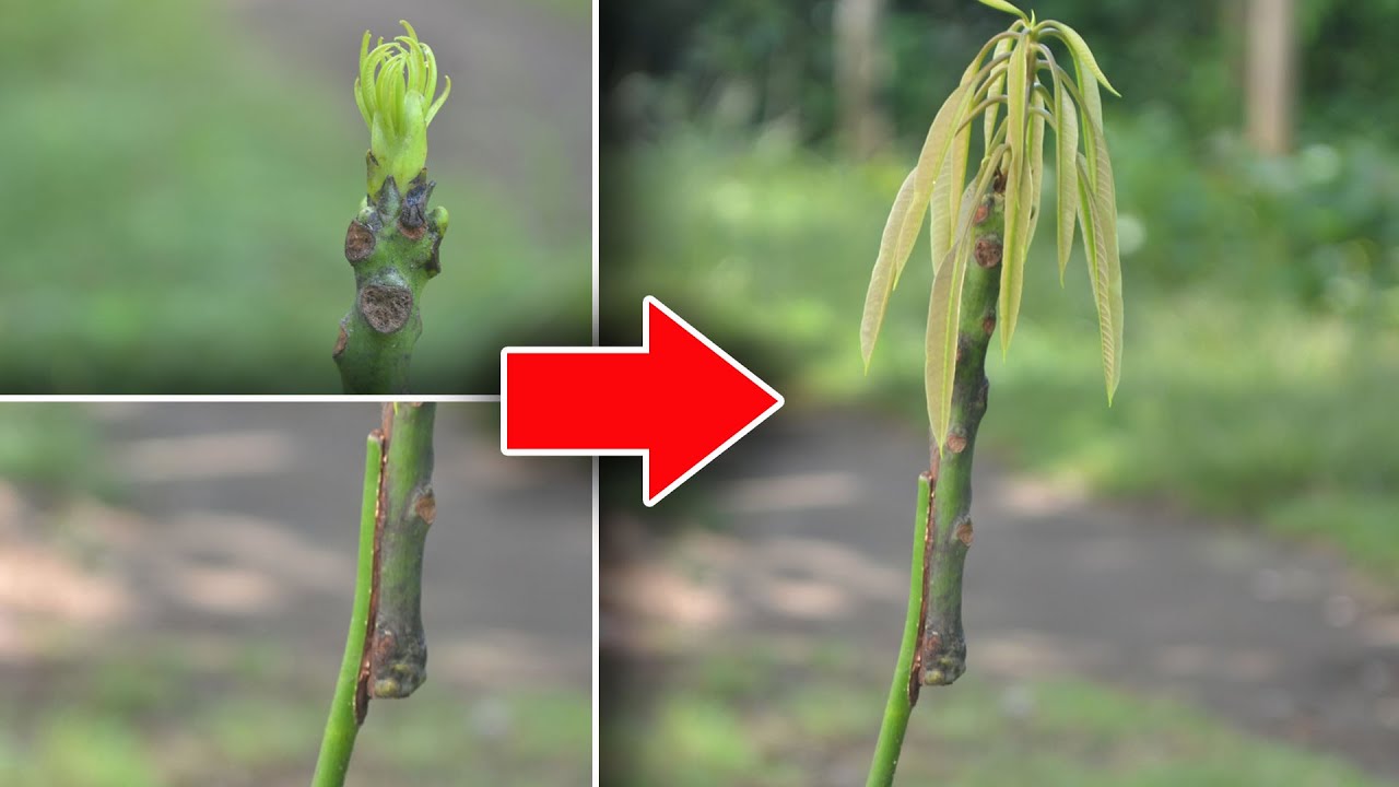 Grafting mango with young rootstock - YouTube