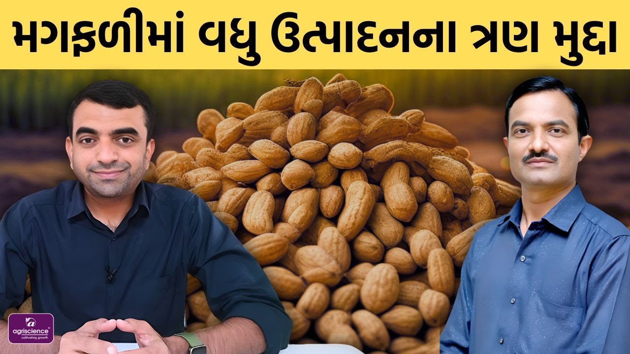 મગફળીનું વધુ ઉત્પાદન મેળવવાના ત્રણ મુદ્દા | Magfadi | Agriscience - YouTube