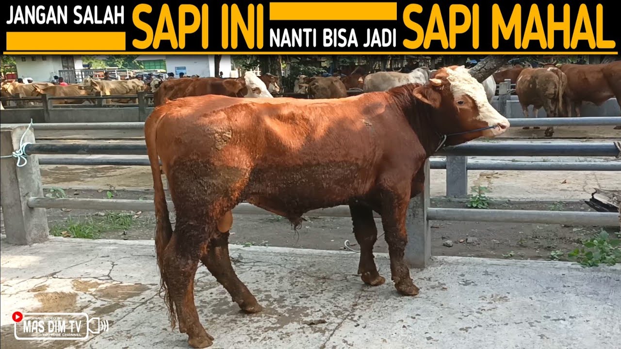 Jangan Salah !! Bakalan Seperti Ini Bisa Jadi Calon Sapi Mahal !! - YouTube