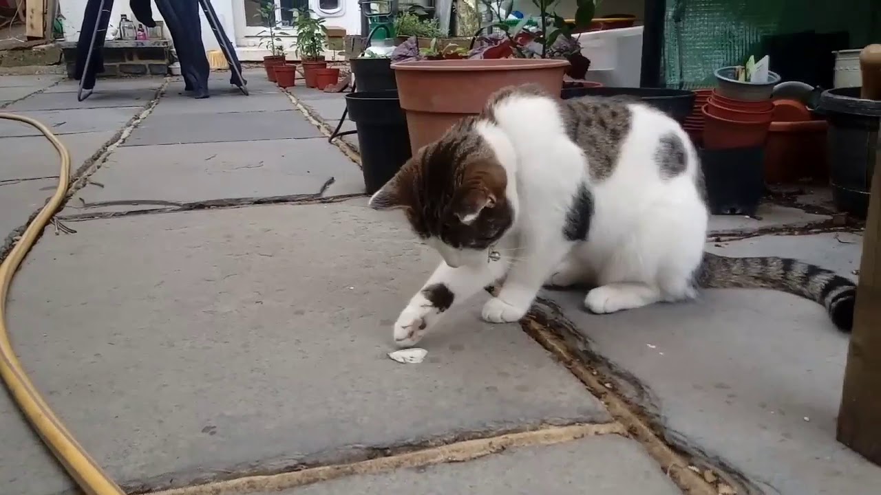 Timelapse of Cat Killing Butterfly - YouTube
