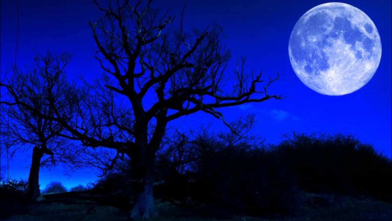 Blue Moon of Kentucky - Matthew Scarborough (Elvis Presley (C)) - YouTube