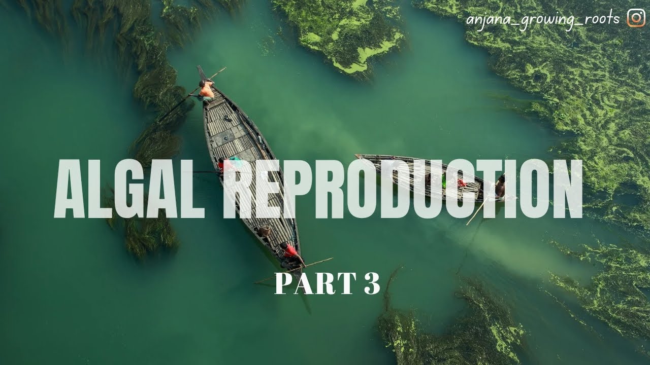 Sexual Reproduction In Algae | Isogamous | Anisogamous | Oogamous ...