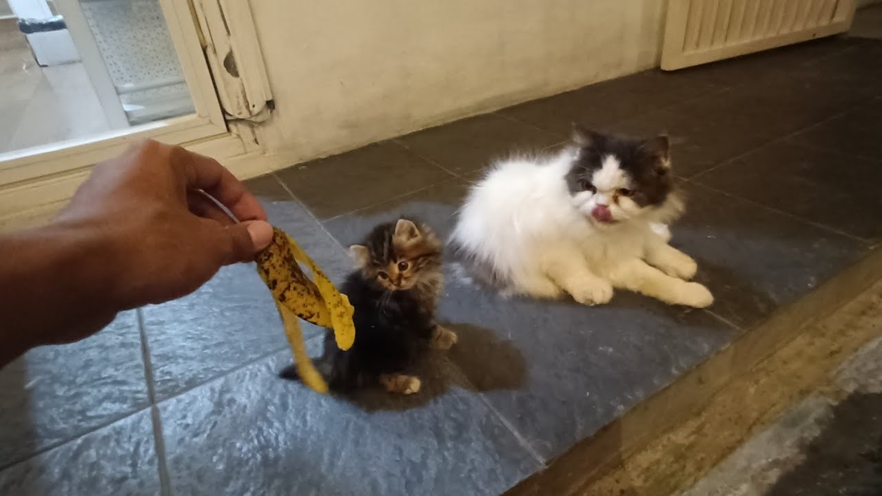 🌱🌼 KUCING DIKASIH KULIT PISANG JADI BEGINI 🤣 ⁉️Simak Sampai Akhir ...
