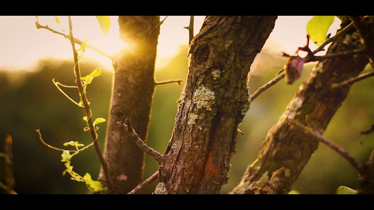 Trees Lives - YouTube