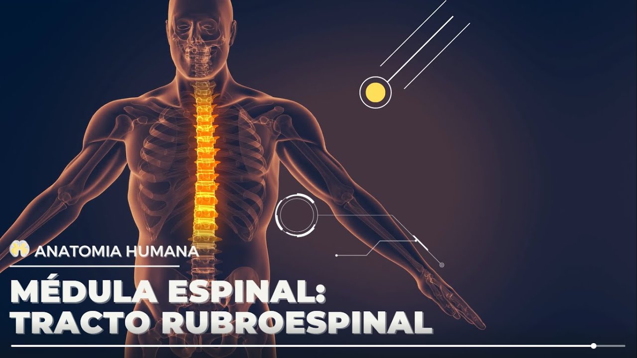 TRACTO RUBROESPINAL - YouTube