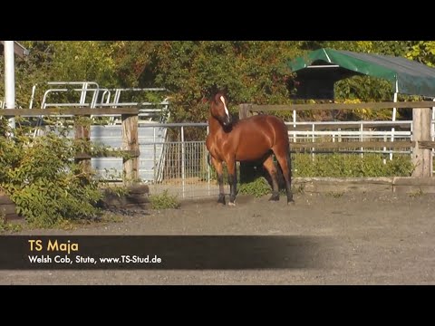 TS Maja Welsh D, Stute, mare, braun, zu verkaufen, for sale!