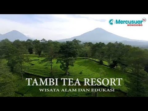 Tambi Tea Resort Wisata Alam Dan Edukasi Di Wonosobo - YouTube