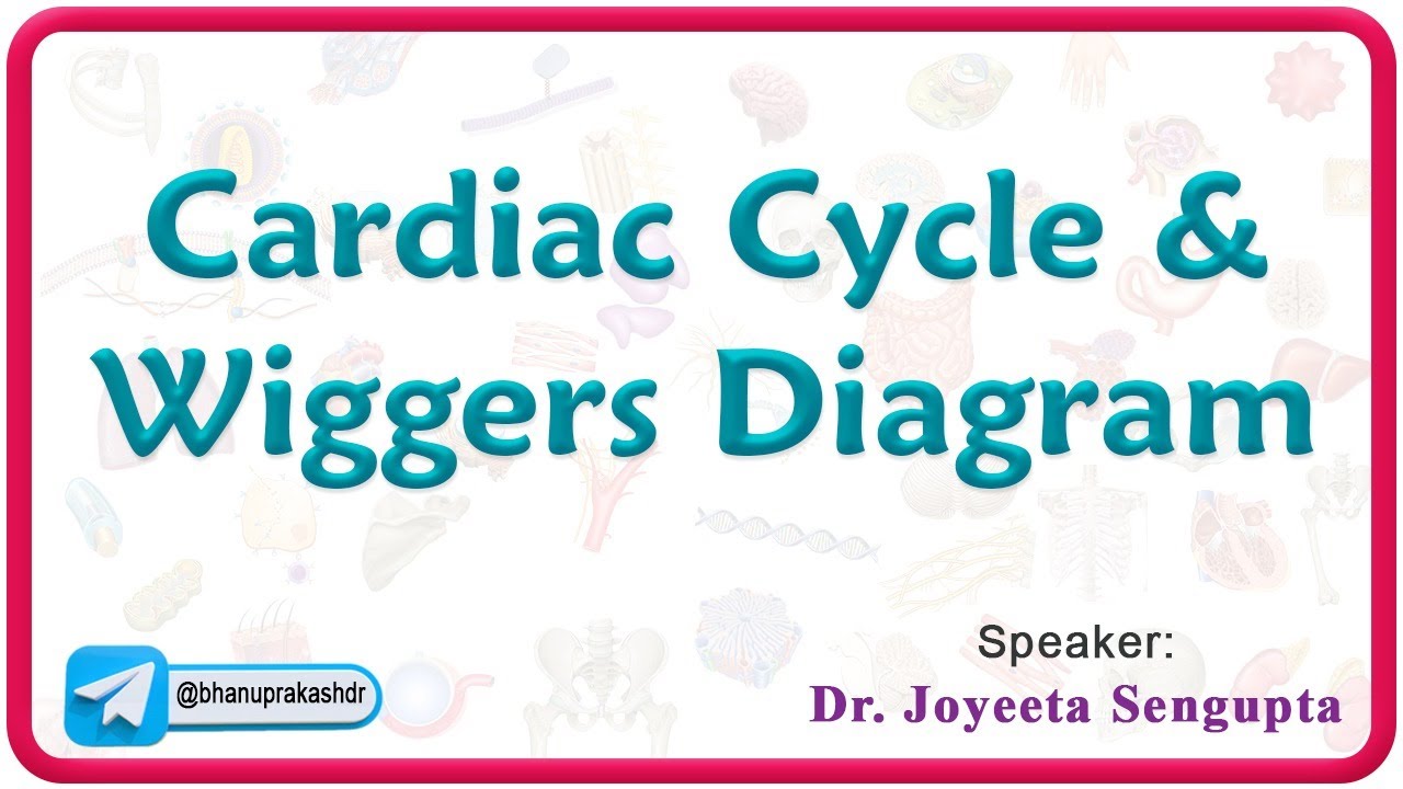 Cardiac cycle and Wiggers diagram - YouTube