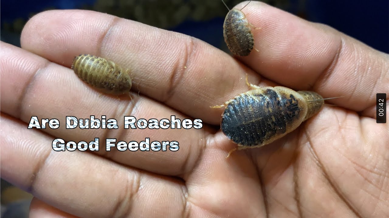 Dubia Roaches Are Great Breeding Feeders - YouTube