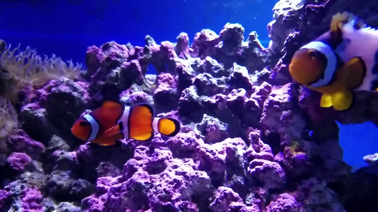 Saltwater fish slow motion. - YouTube