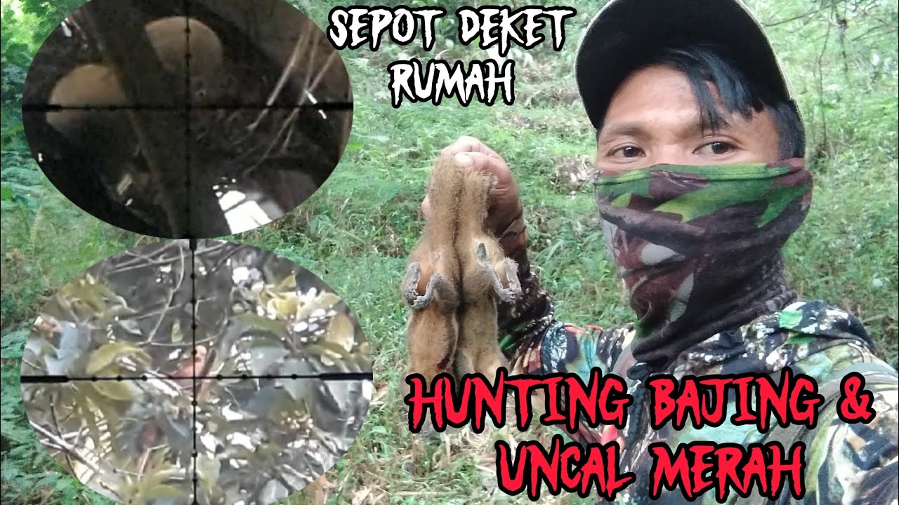 BEEBURU HAMA KLAPA & BURUNG UNCAL MERAH - YouTube