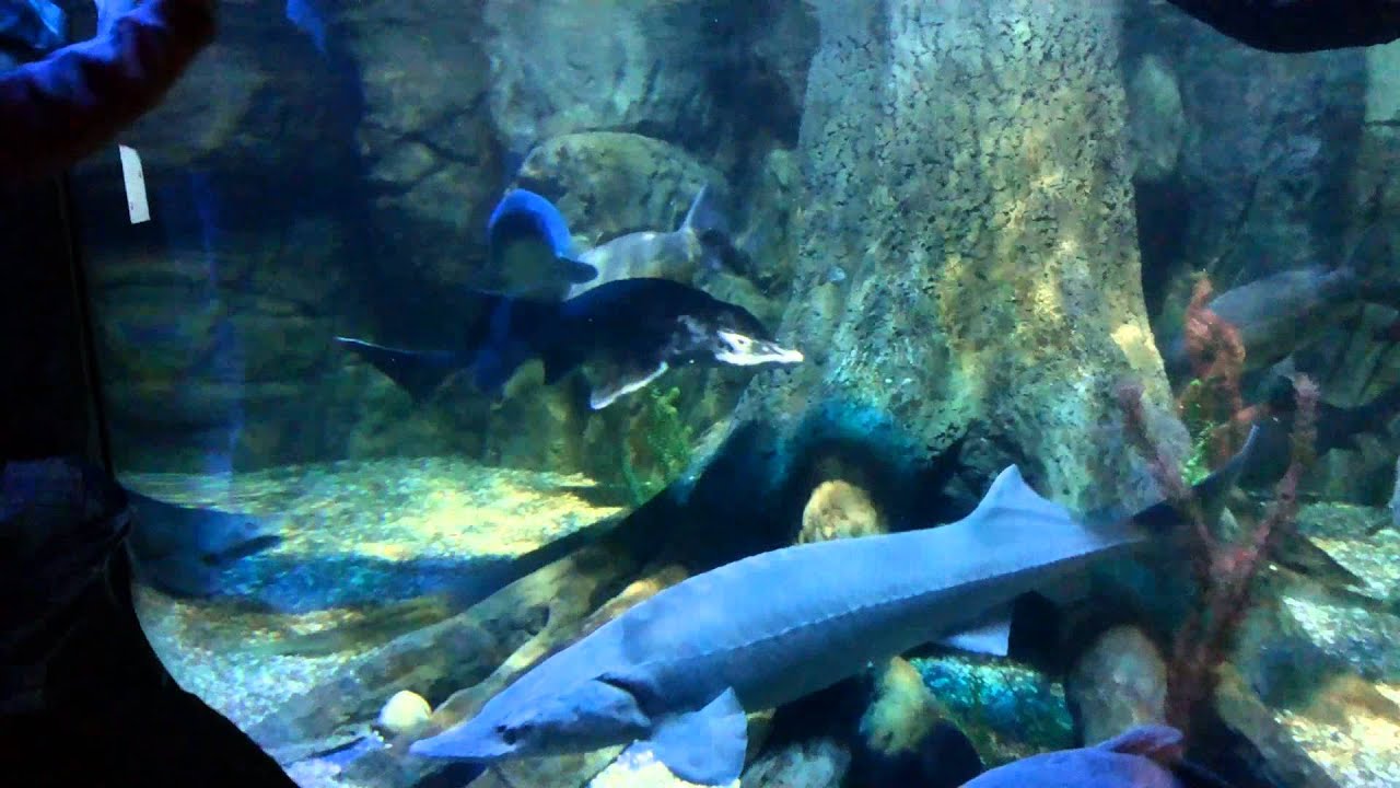 Beautiful Sea Life in Italy HQ - YouTube