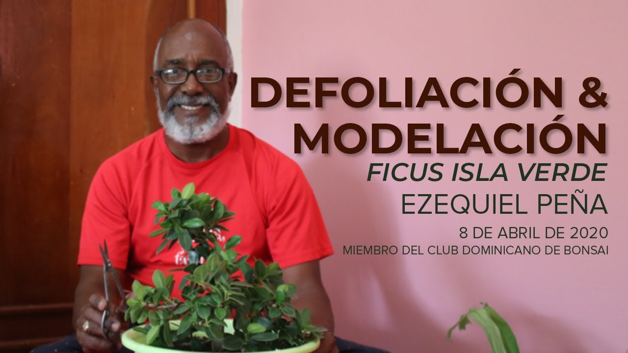 Mantenimiento - Ficus Isla Verde // Bonsai Dominicano - YouTube