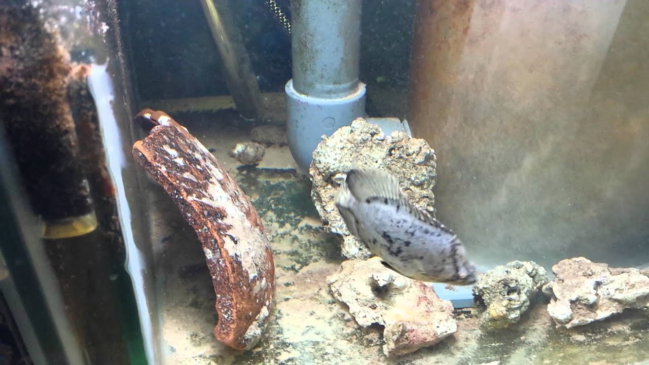 lobotes surinamensis tripletail fish in Greek aqua - YouTube