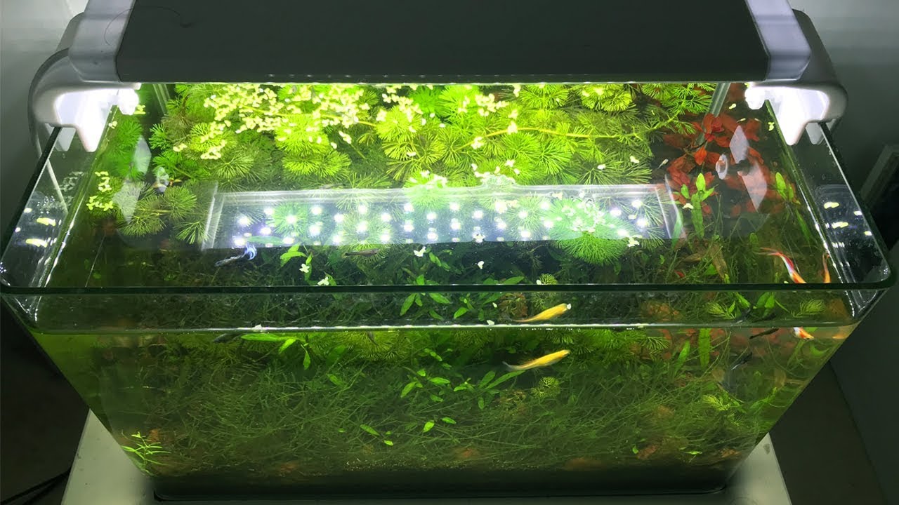 2 Months Update: Simple Aquarium Tank NO filter, NO CO2, NO Ferts for ...