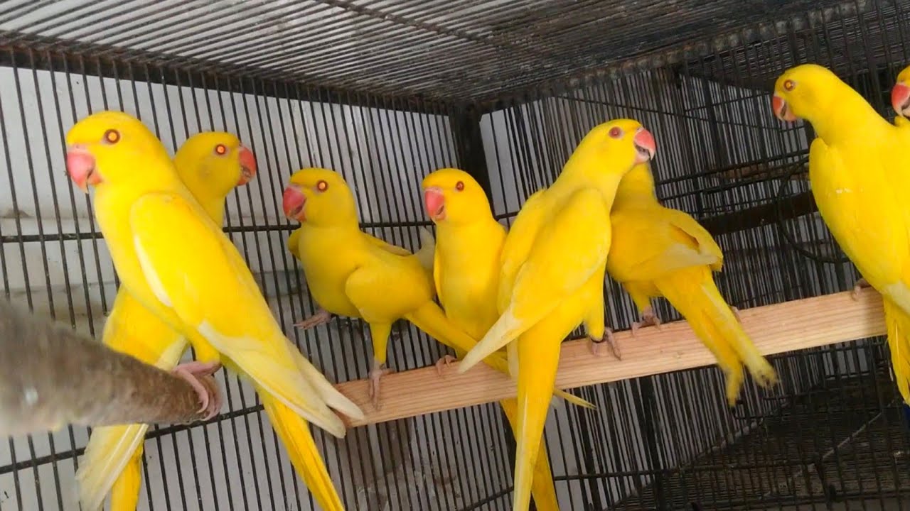 Yellow Ringneck Parrots information ,Feed, Breedings ,and how to ...