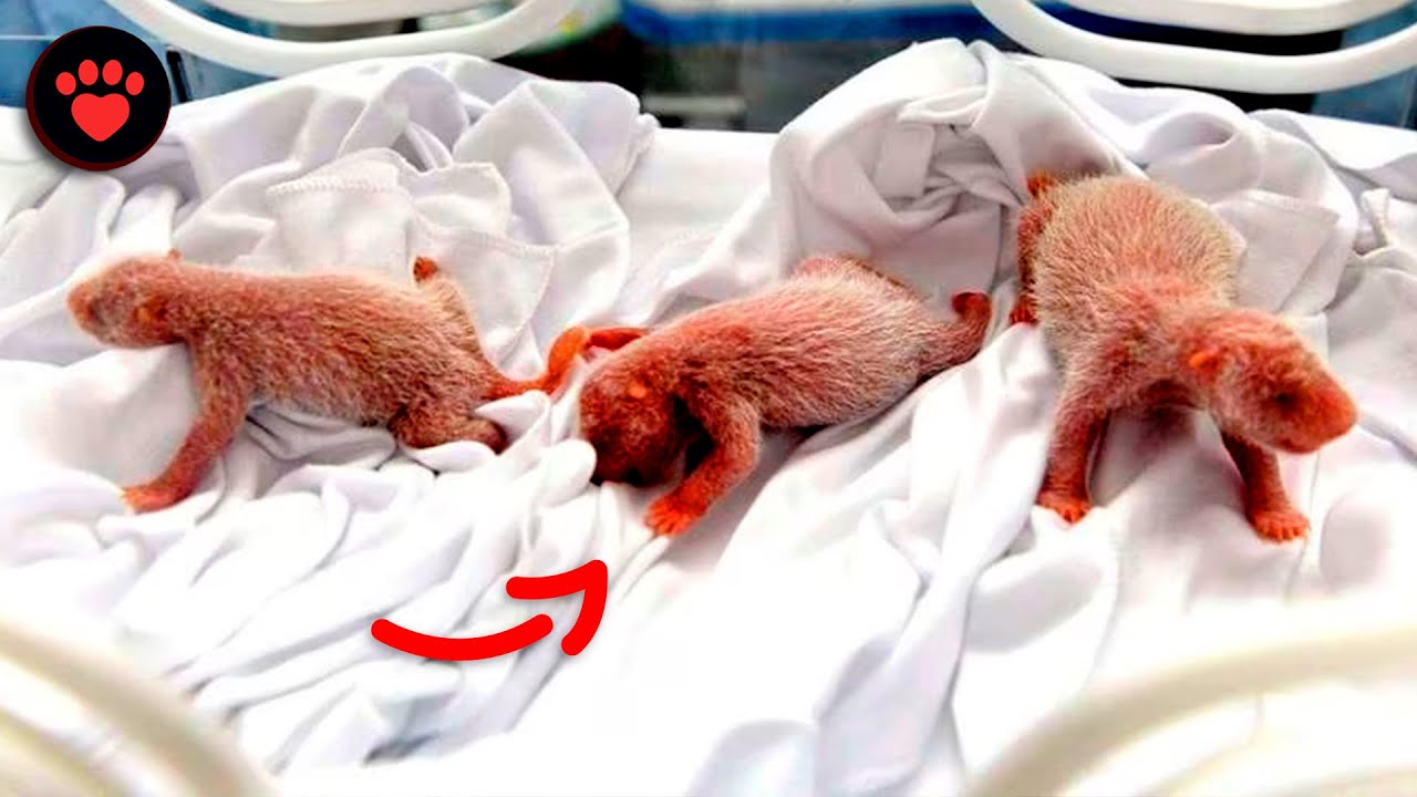 First triplet pandas born: You won't believe how adorable they are ...
