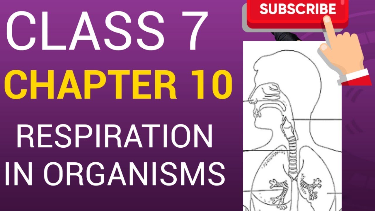 CLASS 7 | CHAPTER 10 | RESPIRATION IN ORGANISMS | PART 3 | HUMAN ...