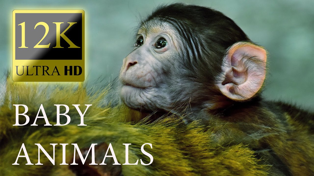 BABY ANIMALS 12K HDR 60fps Dolby Vision - Cute Baby Animals Around the ...