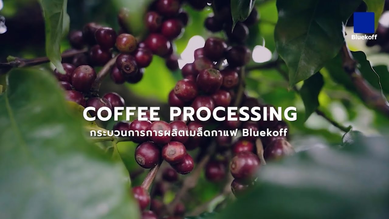 Bluekoff Premium Thai Coffee | Coffee Processing - YouTube