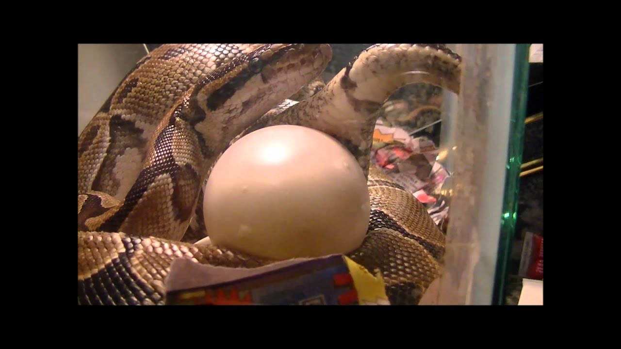 Ball Python Egg Laying Process & Egg Cutting! - YouTube