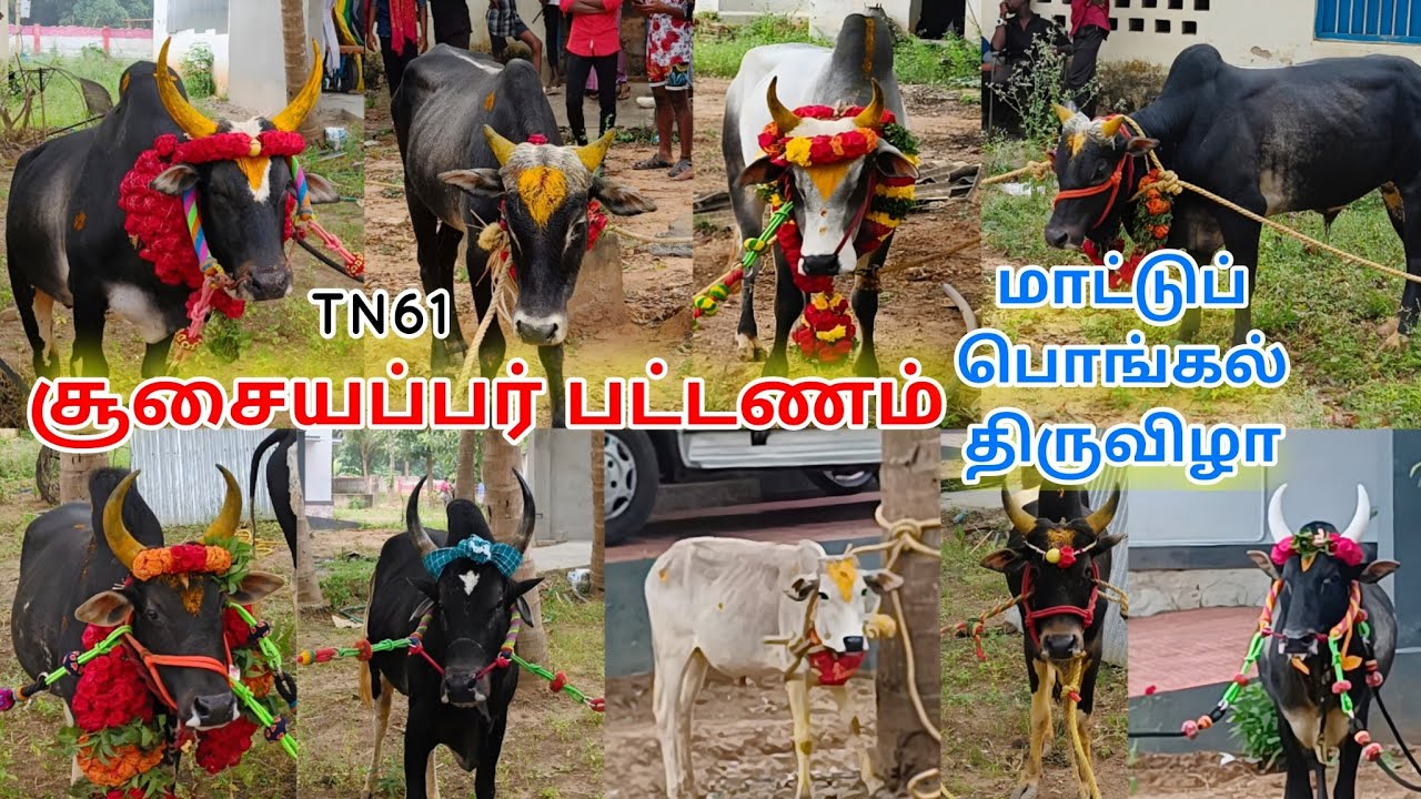 TN 61 சூசையப்பர் பட்டணம் மாட்டுப் பொங்கல் திருவிழா - YouTube