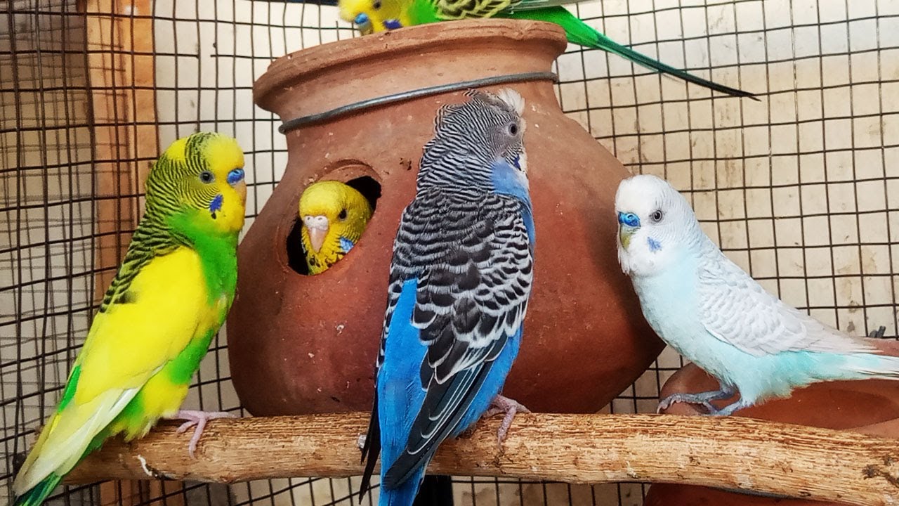 12 Hr Chirping & Happy Life of Parakeet Budgies Birds, Reduce Stress of ...