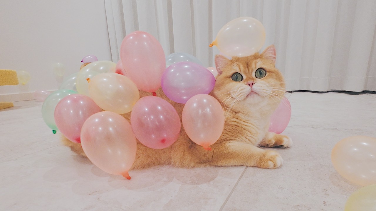 🤣Deaf Cat? vs. Popping Balloon - YouTube