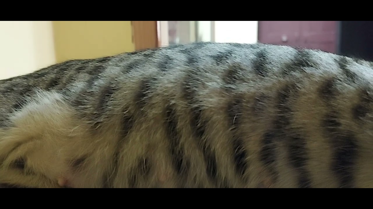 UNBORN BABIES MOVING INSIDE PREGNANT CAT'S BELLY 😻💕 - YouTube