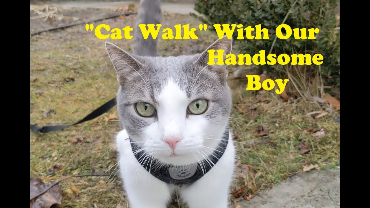 "Cat Walk" With Our Handsome Boy - YouTube