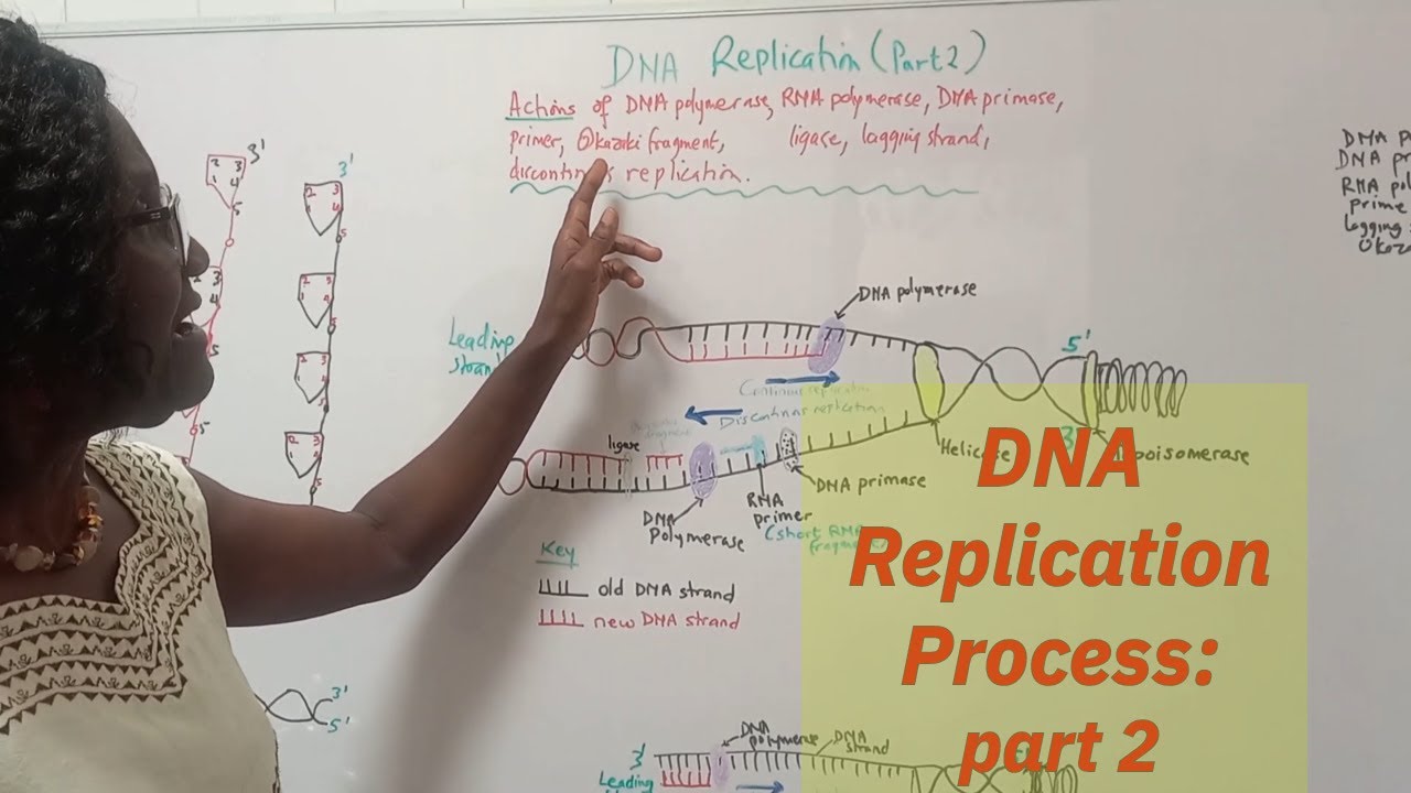 DNA Replication Process (Part 2)| Action of DNA Primase, Primer, Ligase ...