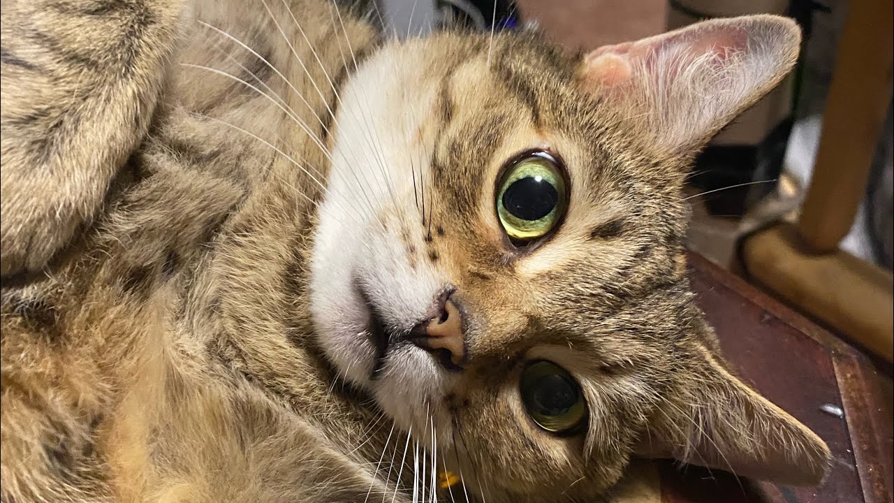 My Four Silly Cats - YouTube