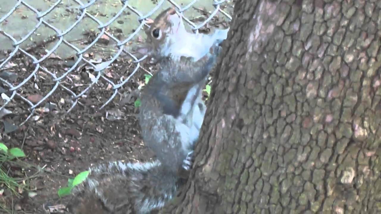 Injured Squirrel YouTube Injured Squirrel YouTube