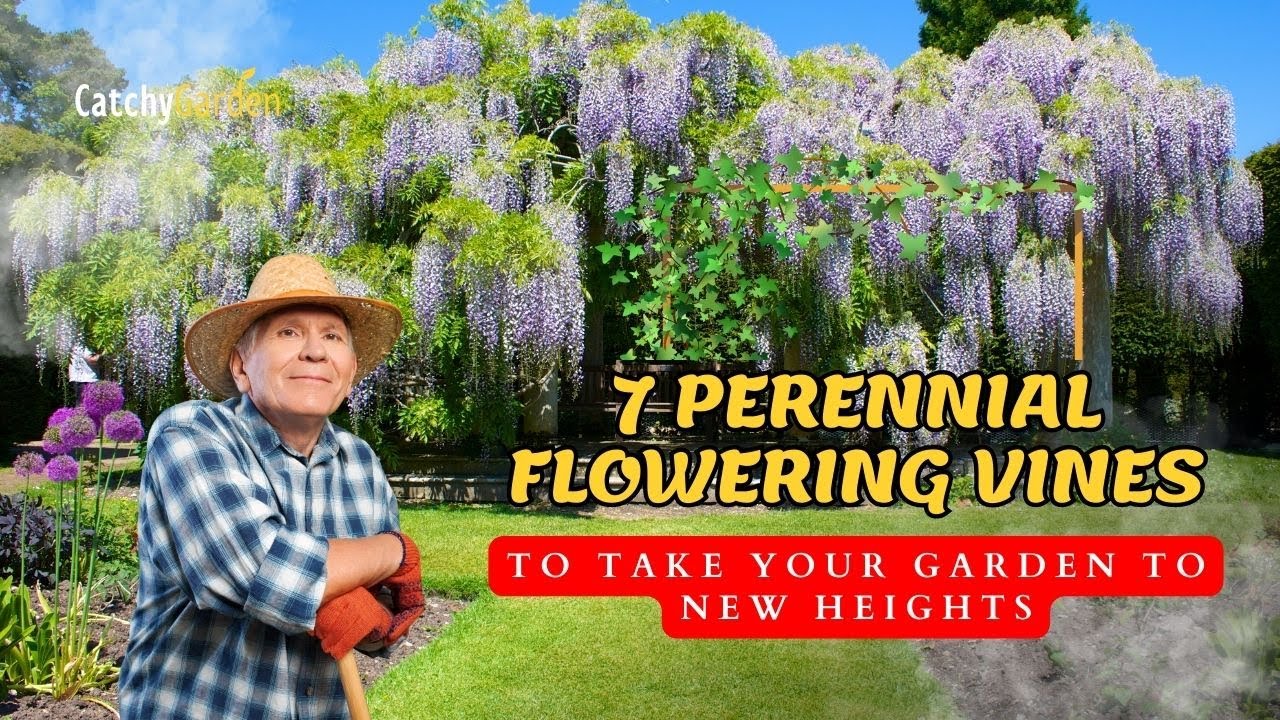 7 Best Perennial Flowering Vines for Making Your Garden the Talk of the ...