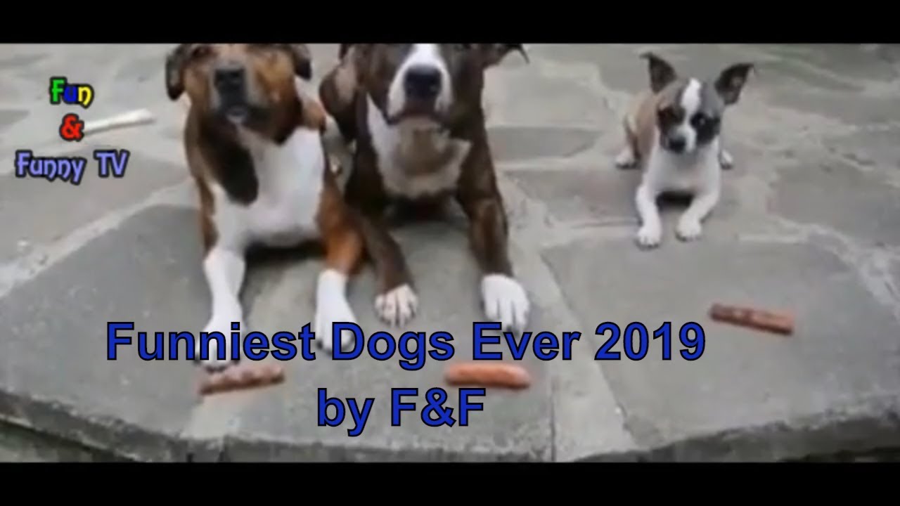 #dogs #puppies Try Not To Laugh At This Ultimate Funny Dog Video ...