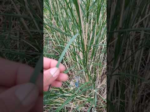 kılçıksız brom-bromus inermis