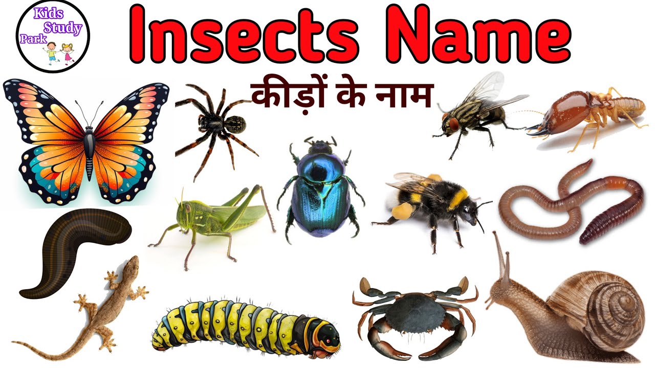 Insects Name in Hindi and English with Pictures | कीड़े मकोड़ों के नाम ...