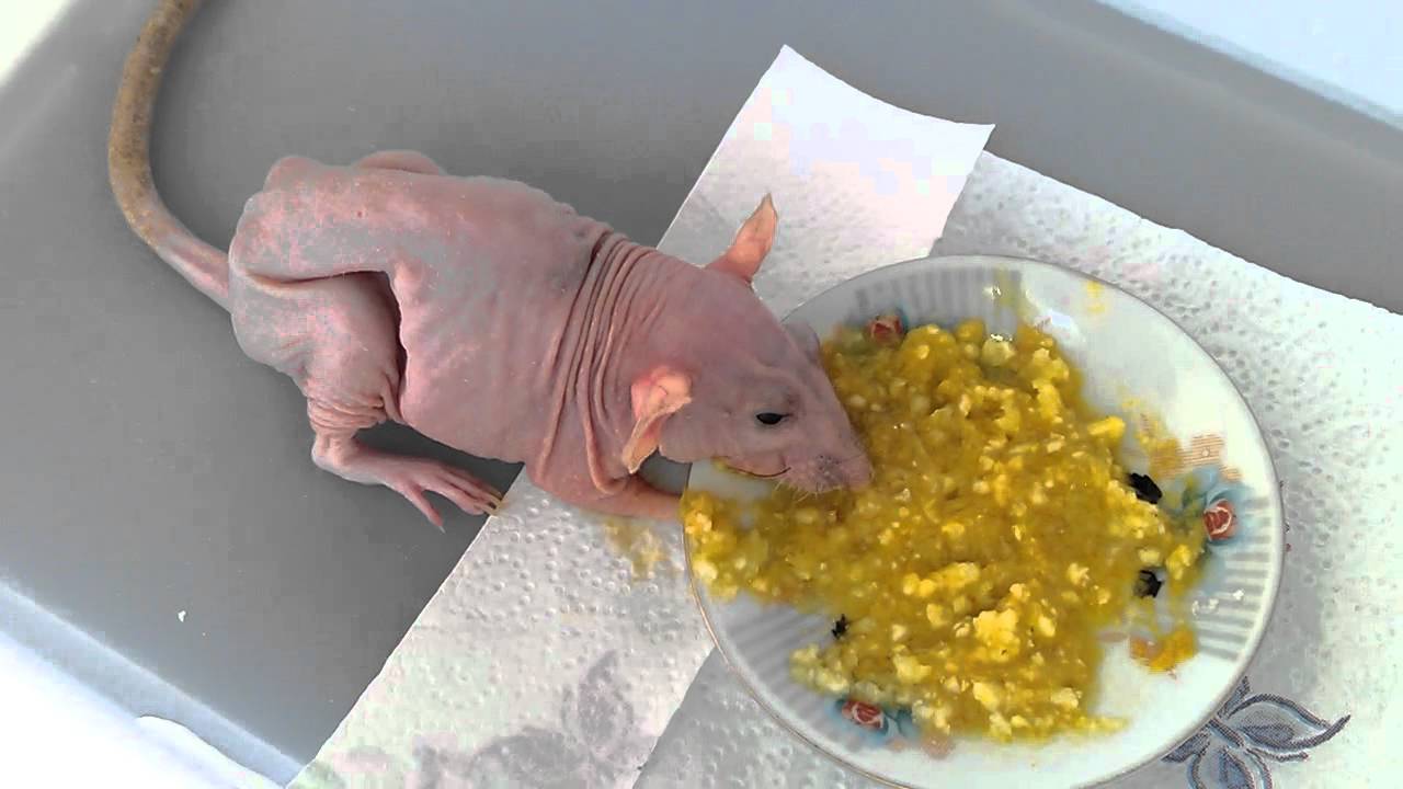 Ratta (centenaria) fa la pappa - YouTube