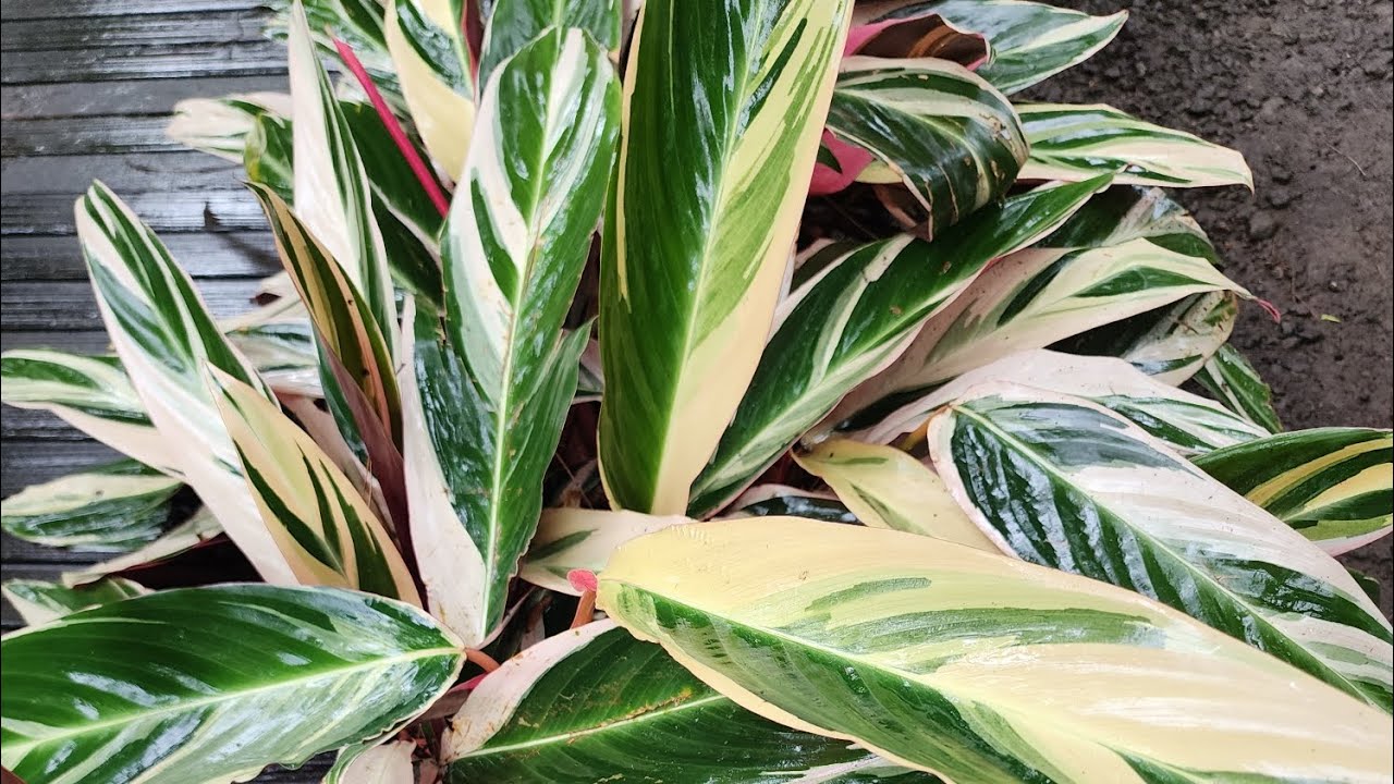 Calathea Multicolor / Maranta Bali, Tanaman dengan Daun Cantik dan ...