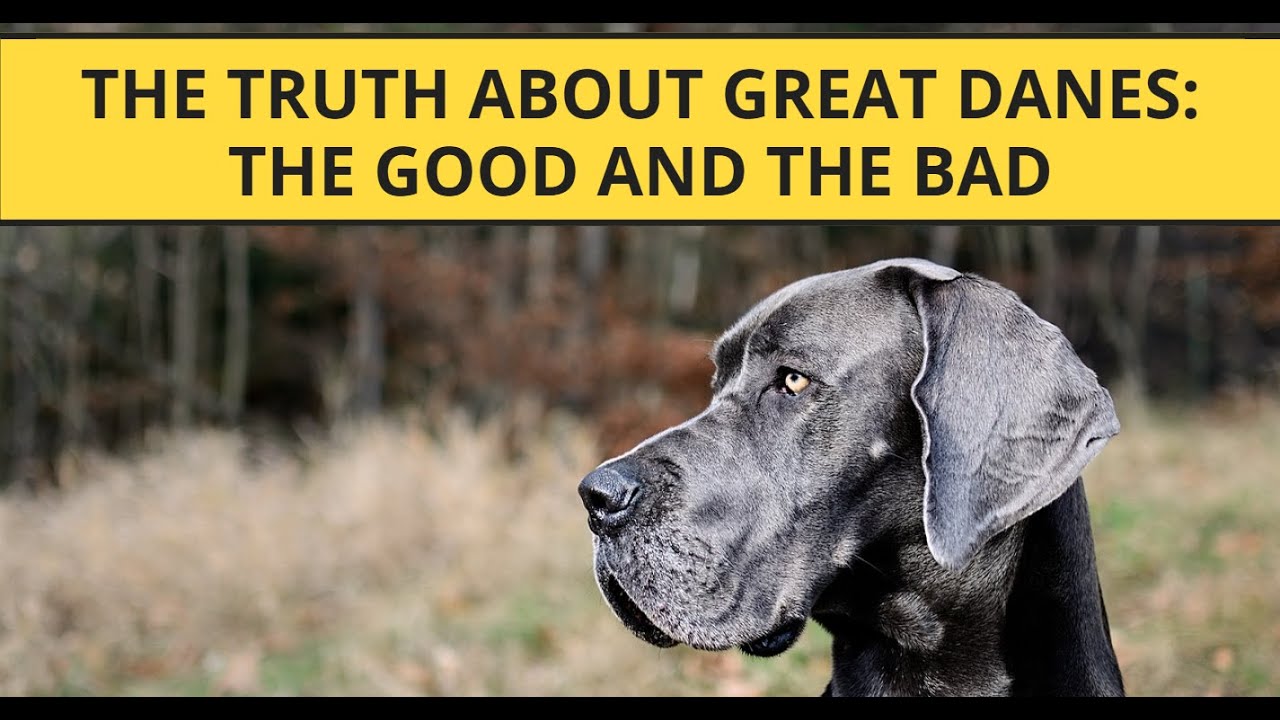 The Truth About Great Danes: The Good and the Bad - YouTube