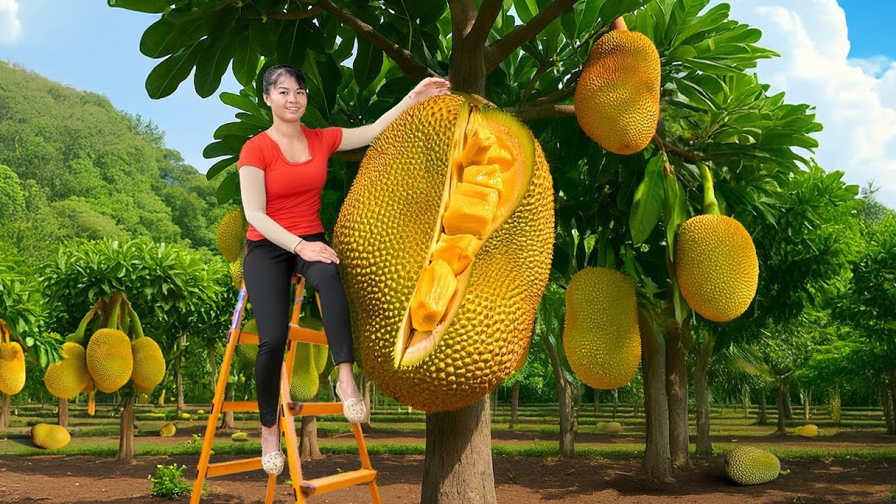 Harvest Jackfruit and Sell at the Countryside Market – Cook Delicious ...