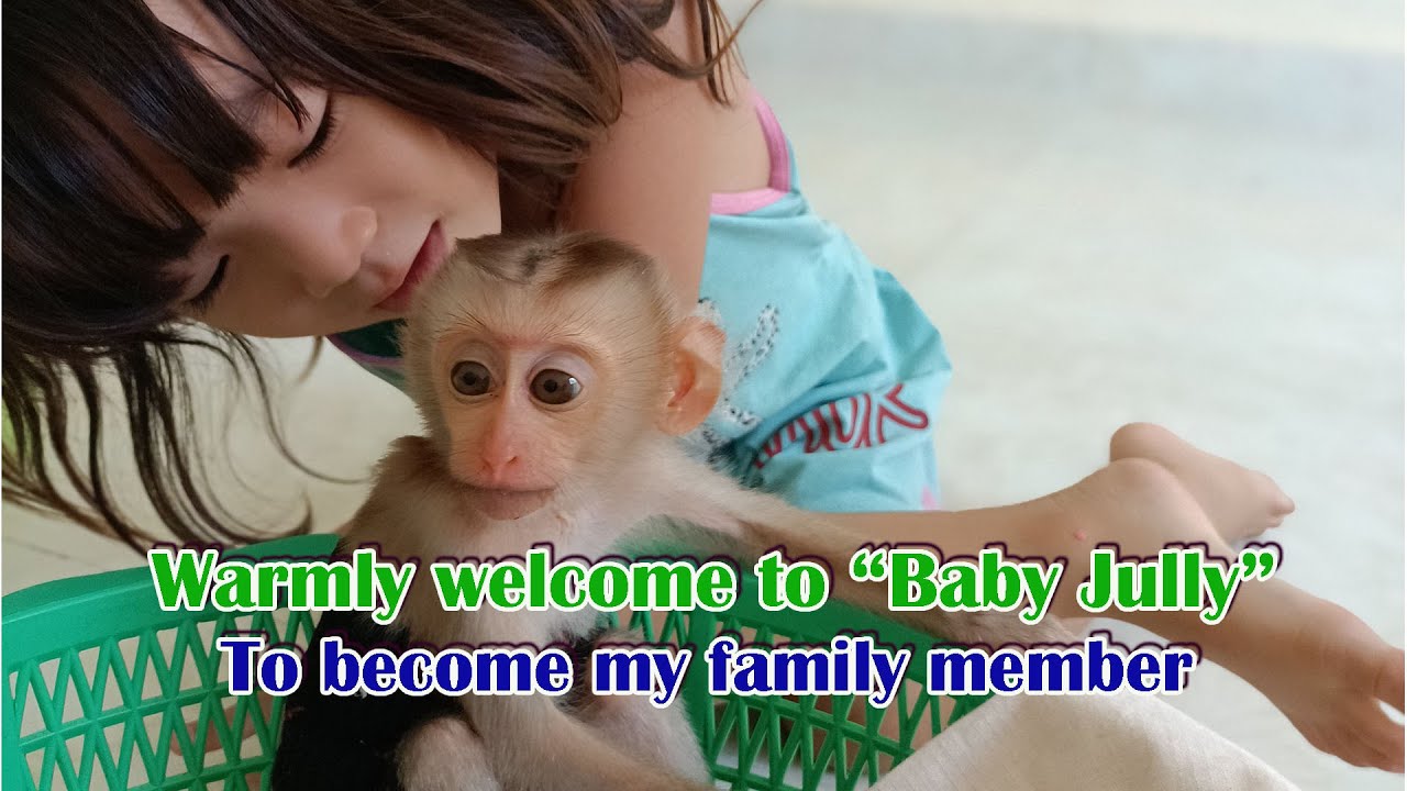 Warmly welcome to Baby monkey Jully to become our family member - YouTube