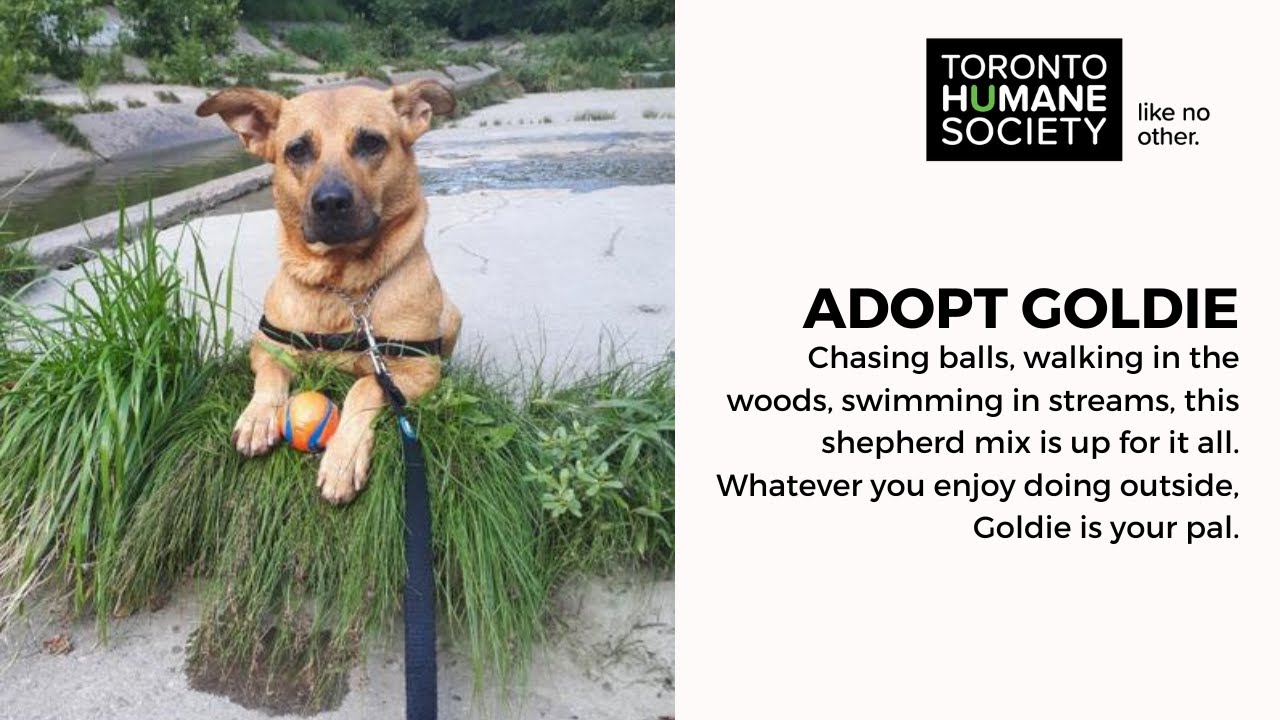 Adopt Goldie - A Long Stay Dog at Toronto Humane Society - YouTube
