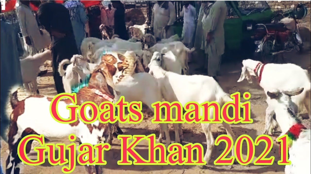 Goats mandi Gujar Khan 2021|saada loog always #GoatsmandiGujarkhan2021 ...