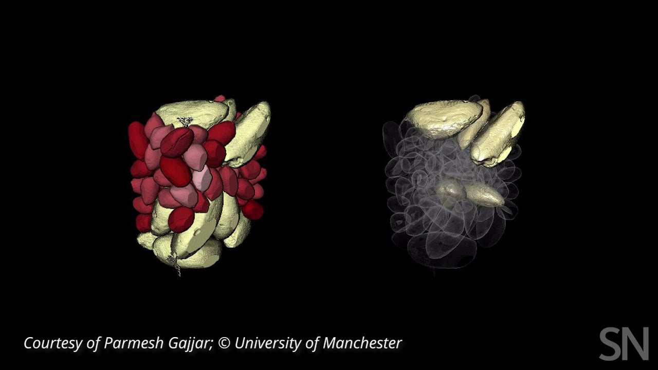 Watch the Brazil nut effect at work | Science News - YouTube