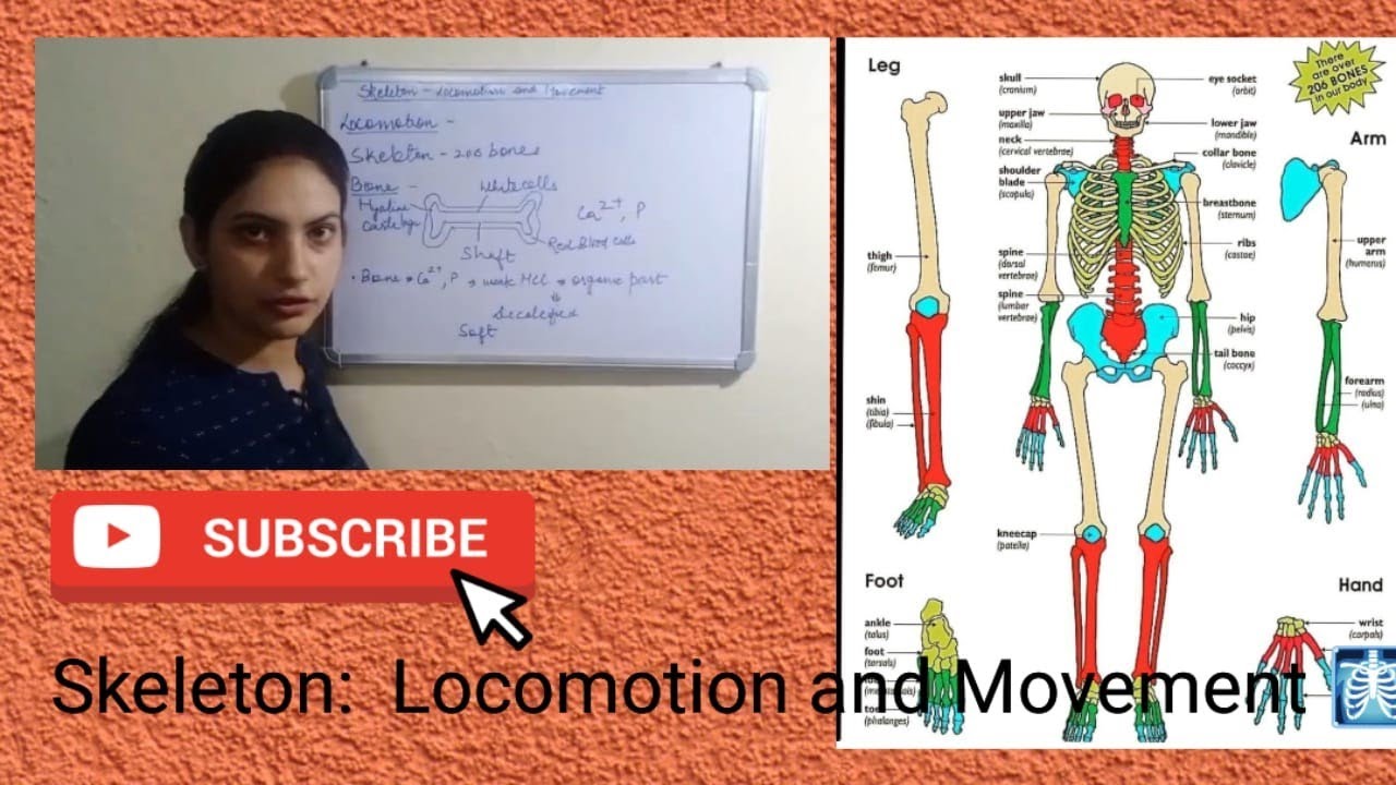 Skeleton: Locomotion and Movement #Biology# Class - 9@ICSE Board - YouTube