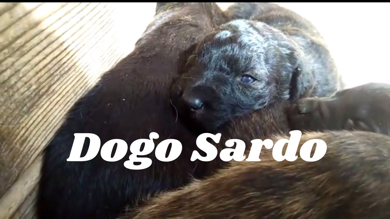 Dogo sardo - Cane Fonnese - Cuccioli di tre settimane - YouTube